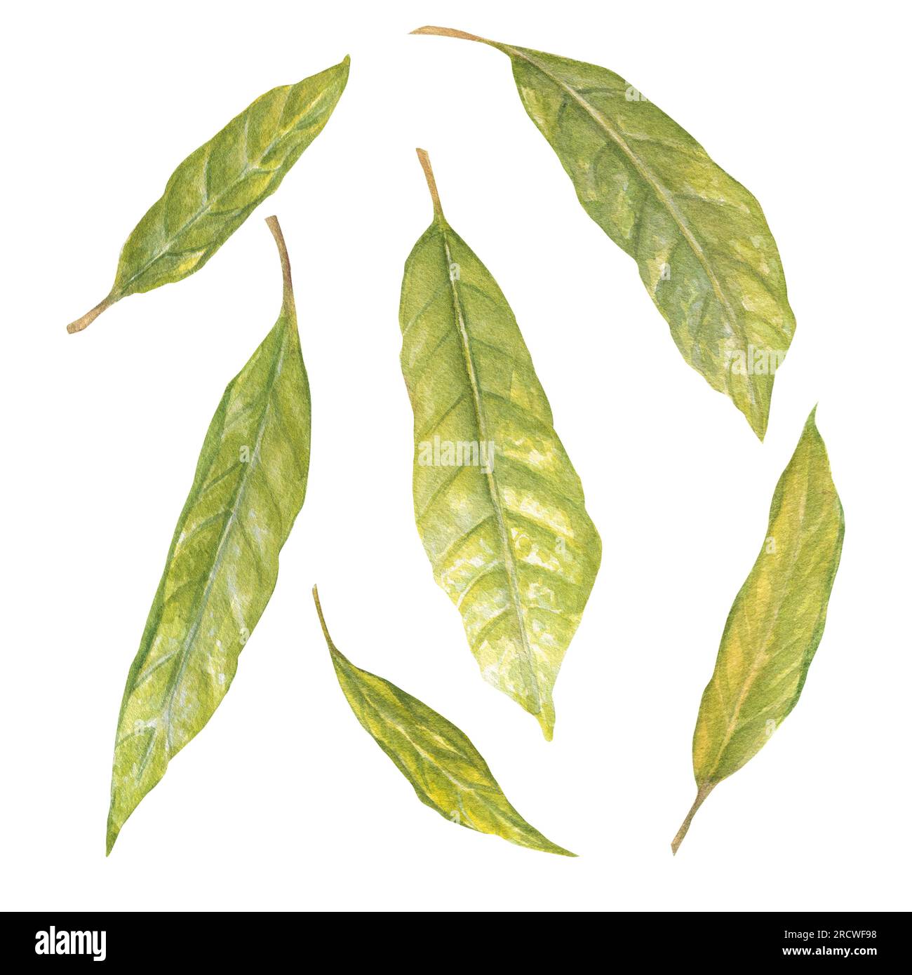 Watercolor illustration of green cocoa leaves, isolated Stock Photo - Alamy