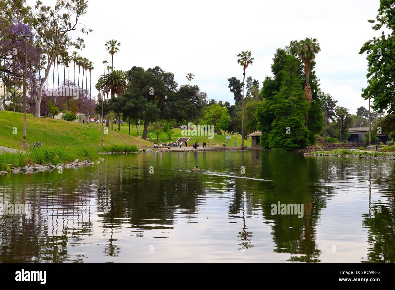 Hollenbeck park lake hi-res stock photography and images - Alamy