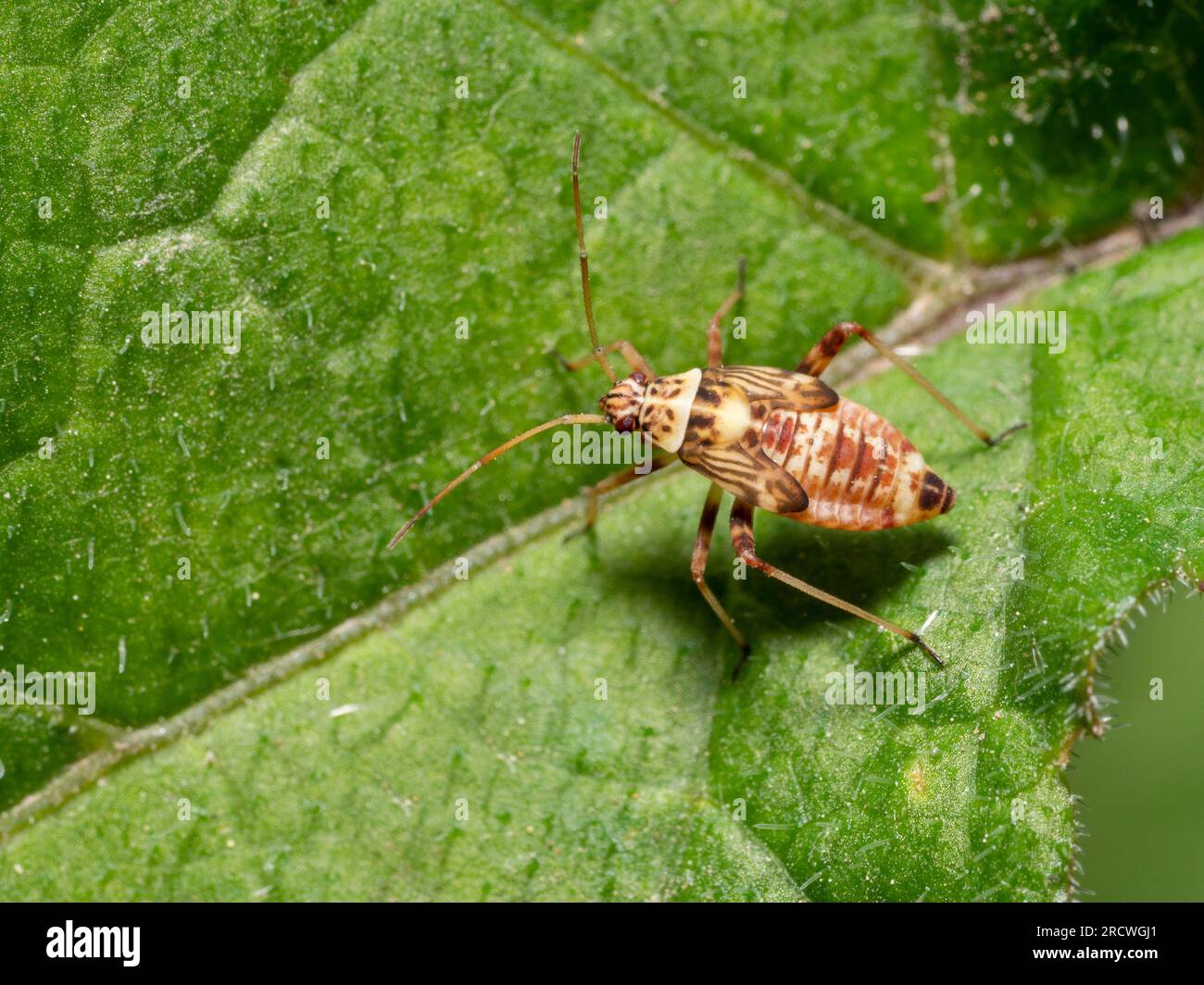 Hemiptera larva hi-res stock photography and images - Alamy