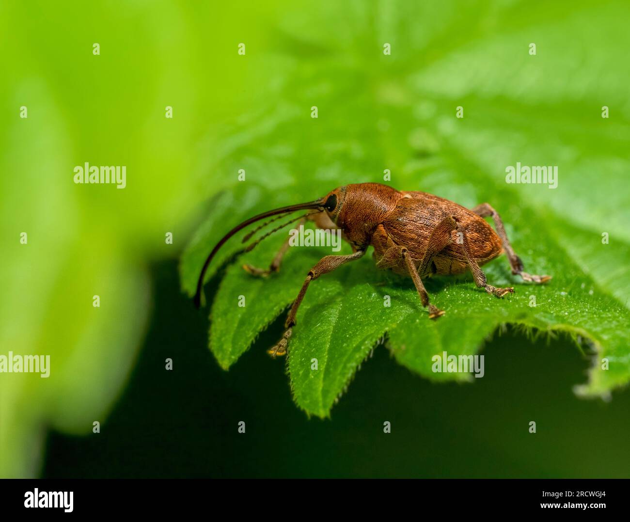 Acorn weevil curculio glandium hi-res stock photography and images - Alamy
