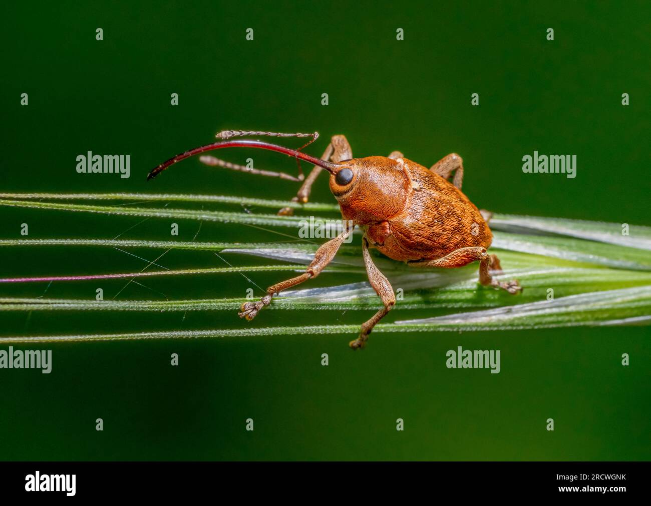 Sideways shot of a acorn weevil resting on a ear in green back Stock ...