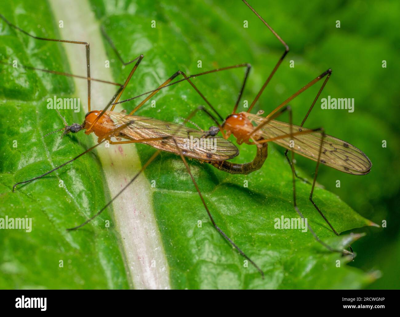 macro shot showing two mating crane flies on a green leaf Stock Photo ...