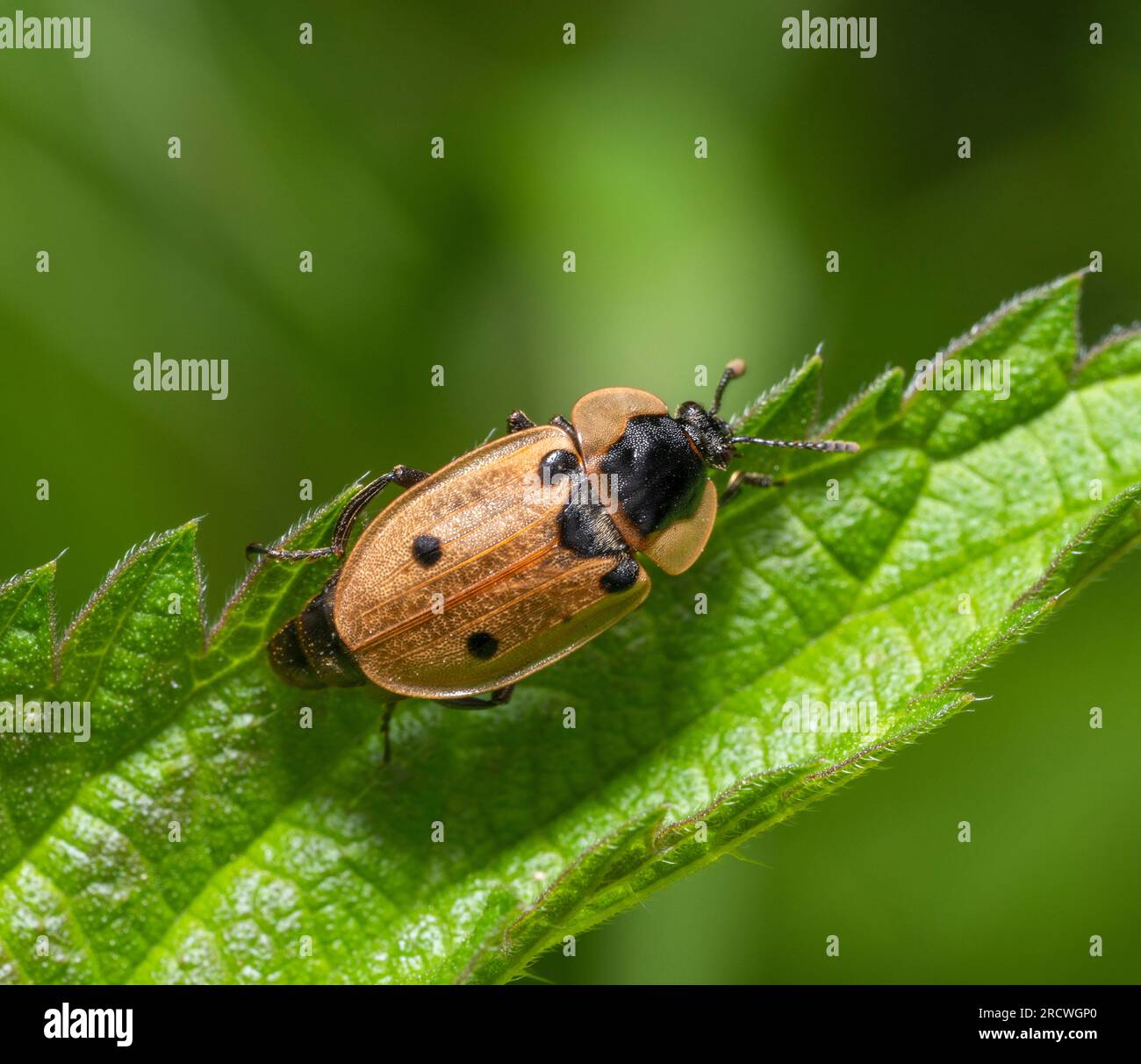 Four-spotted carrion beetle on a stinging nettle leaf Stock Photo - Alamy