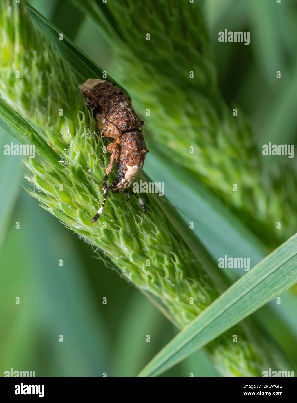 Bird dropping weevil hi-res stock photography and images - Alamy