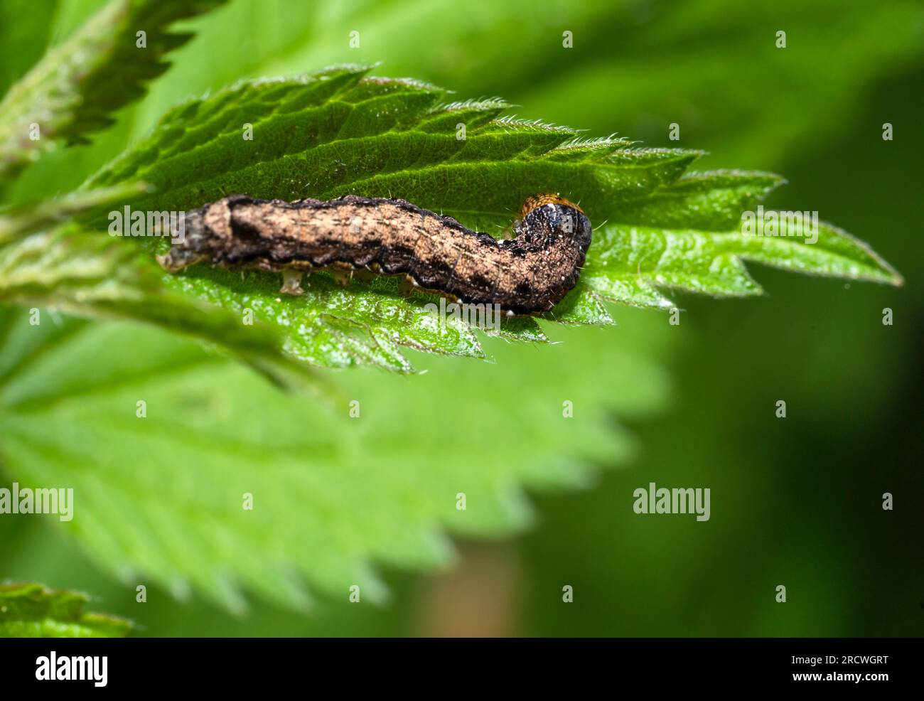 Owlet moth larva on stinging nettle leaf Stock Photo - Alamy