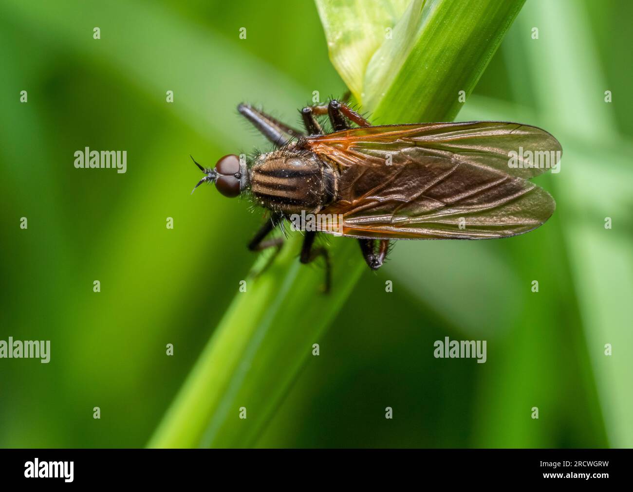 Diced Dance Fly on a grass stipe in green blurry natural ambiance Stock ...
