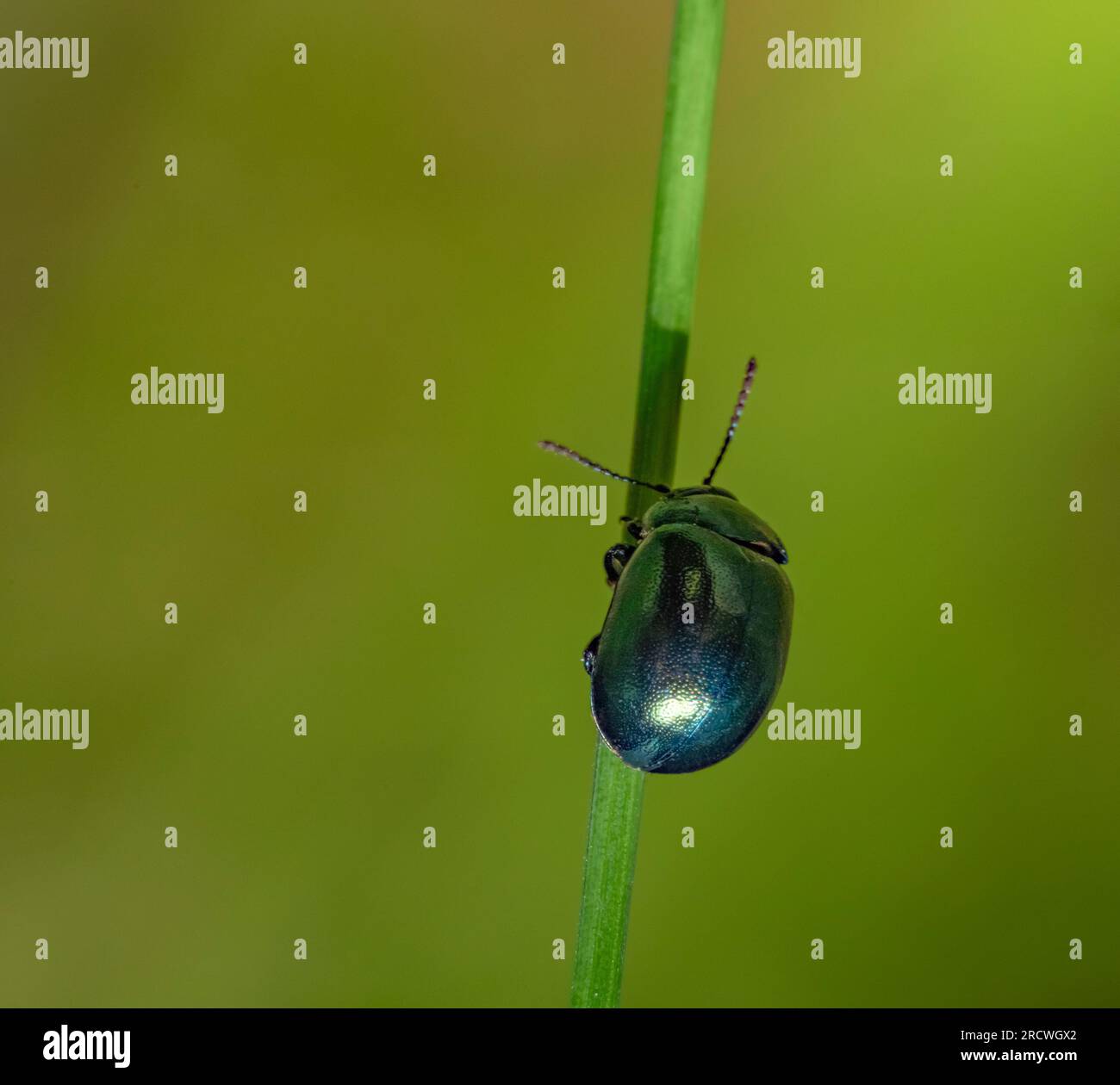 Blue metallic beetle hi-res stock photography and images - Alamy
