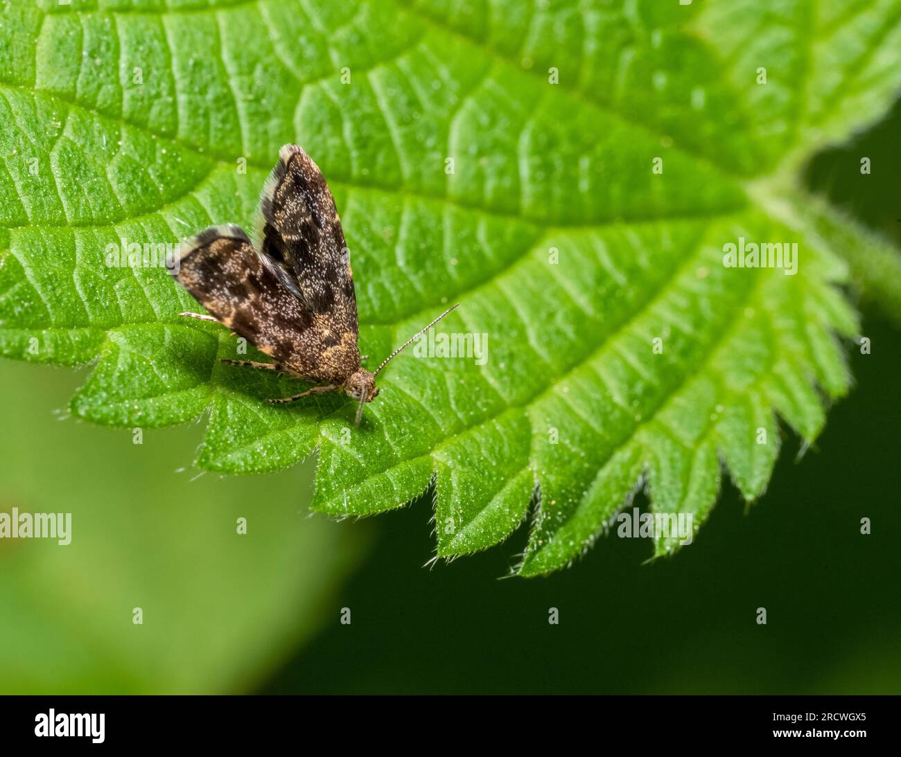 Common nettle-tap moth at the edge of a stinging nettle leaf Stock ...