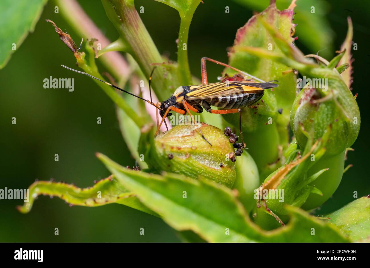 Bug miris striatus hi-res stock photography and images - Alamy