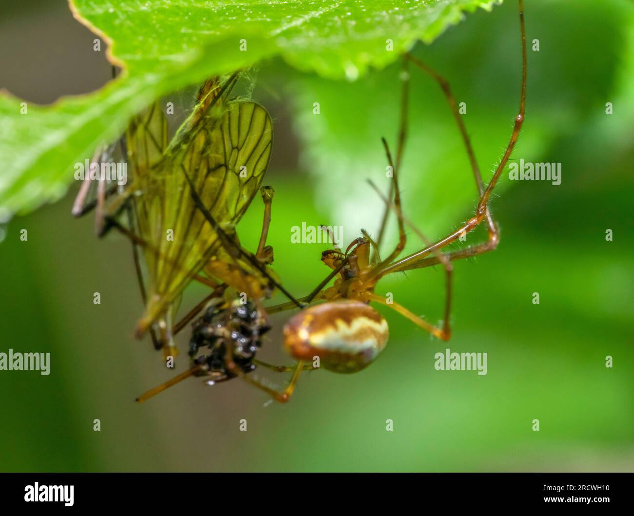 Common stretch-spider with prey under a green leaf Stock Photo - Alamy