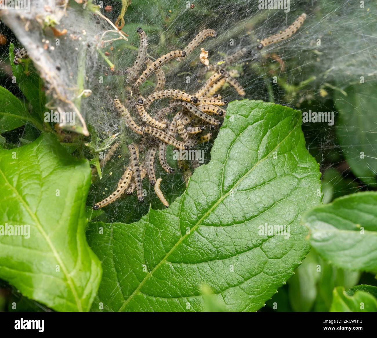 Webbing with lots of rmine moth caterpillars Stock Photo - Alamy