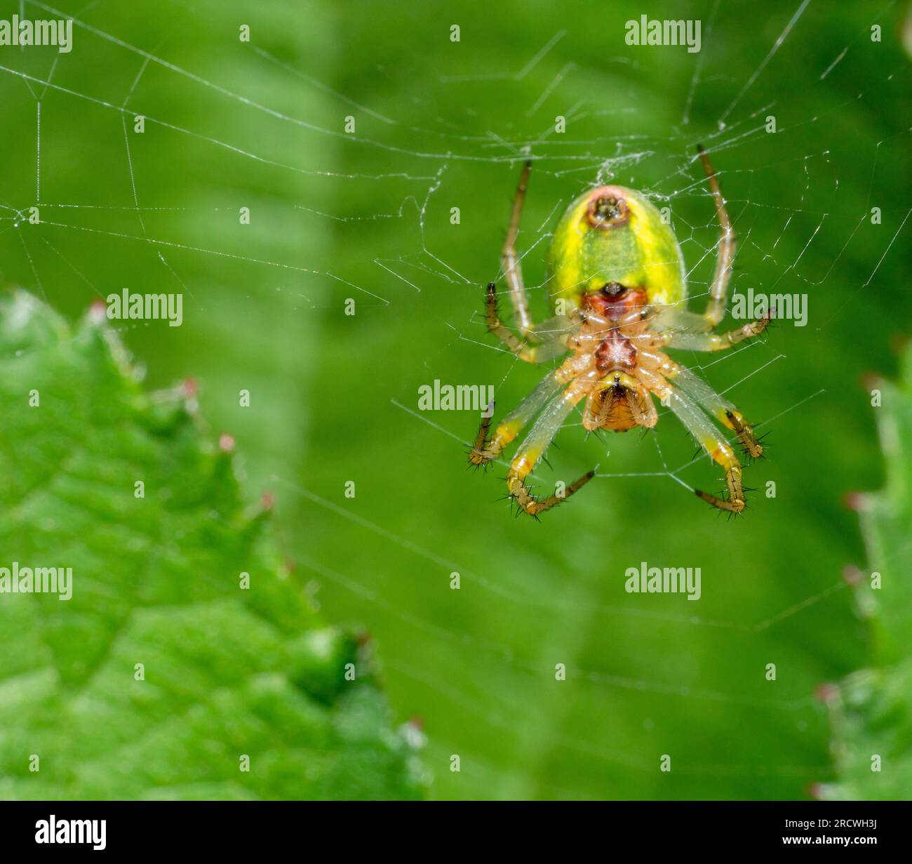 Reverse side of a cucumber green spider resting at her web in front of ...