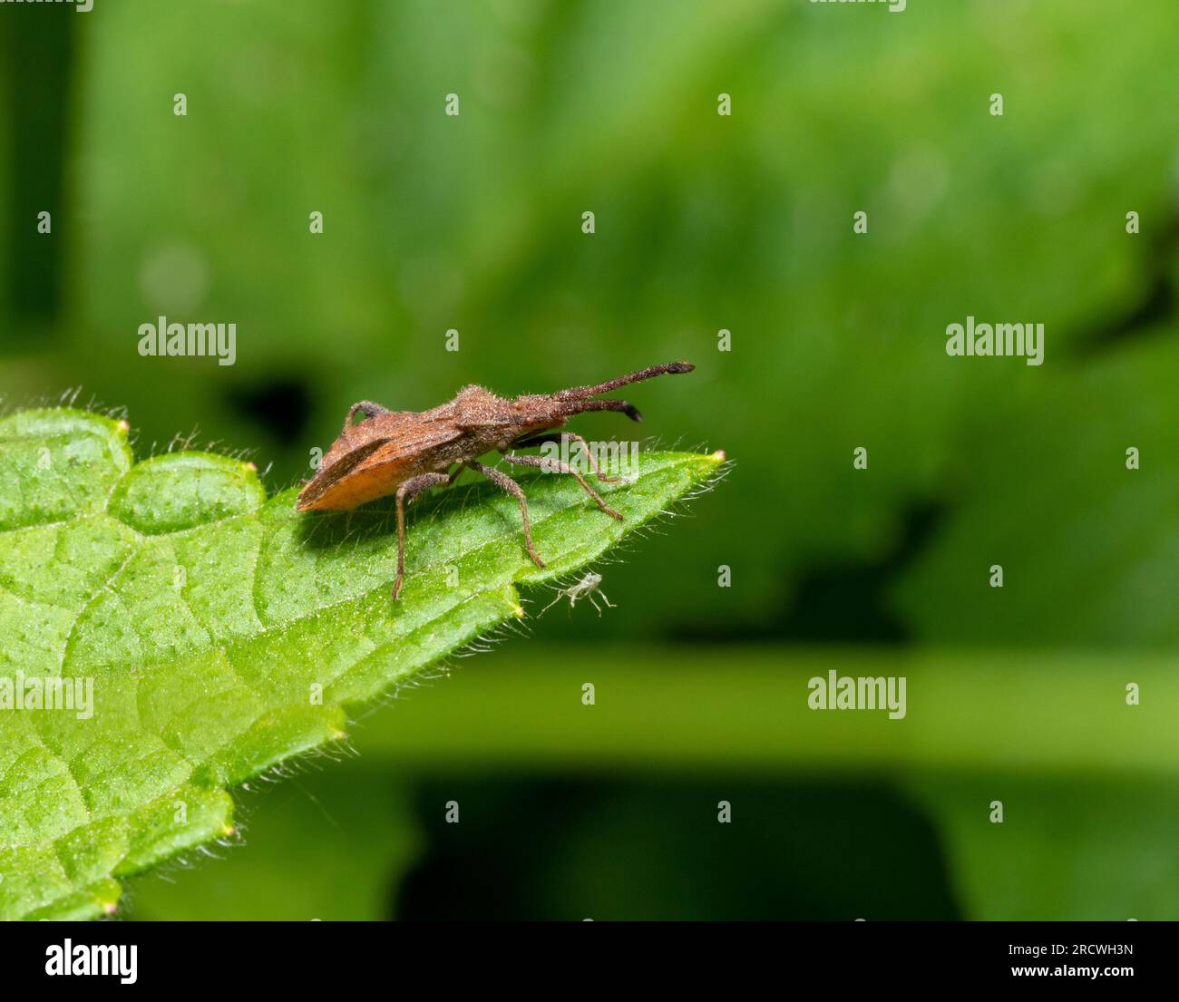 Leaf footed bug hi-res stock photography and images - Alamy