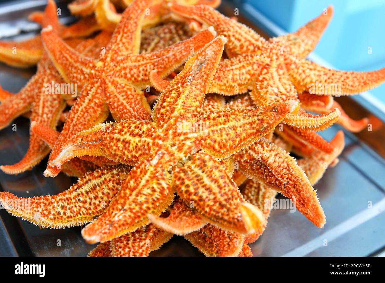 Cooked Starfish