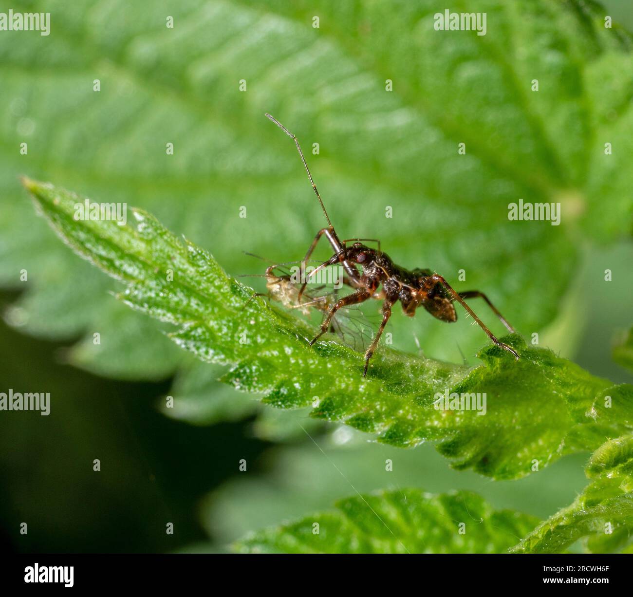 Ant angle hi-res stock photography and images - Alamy