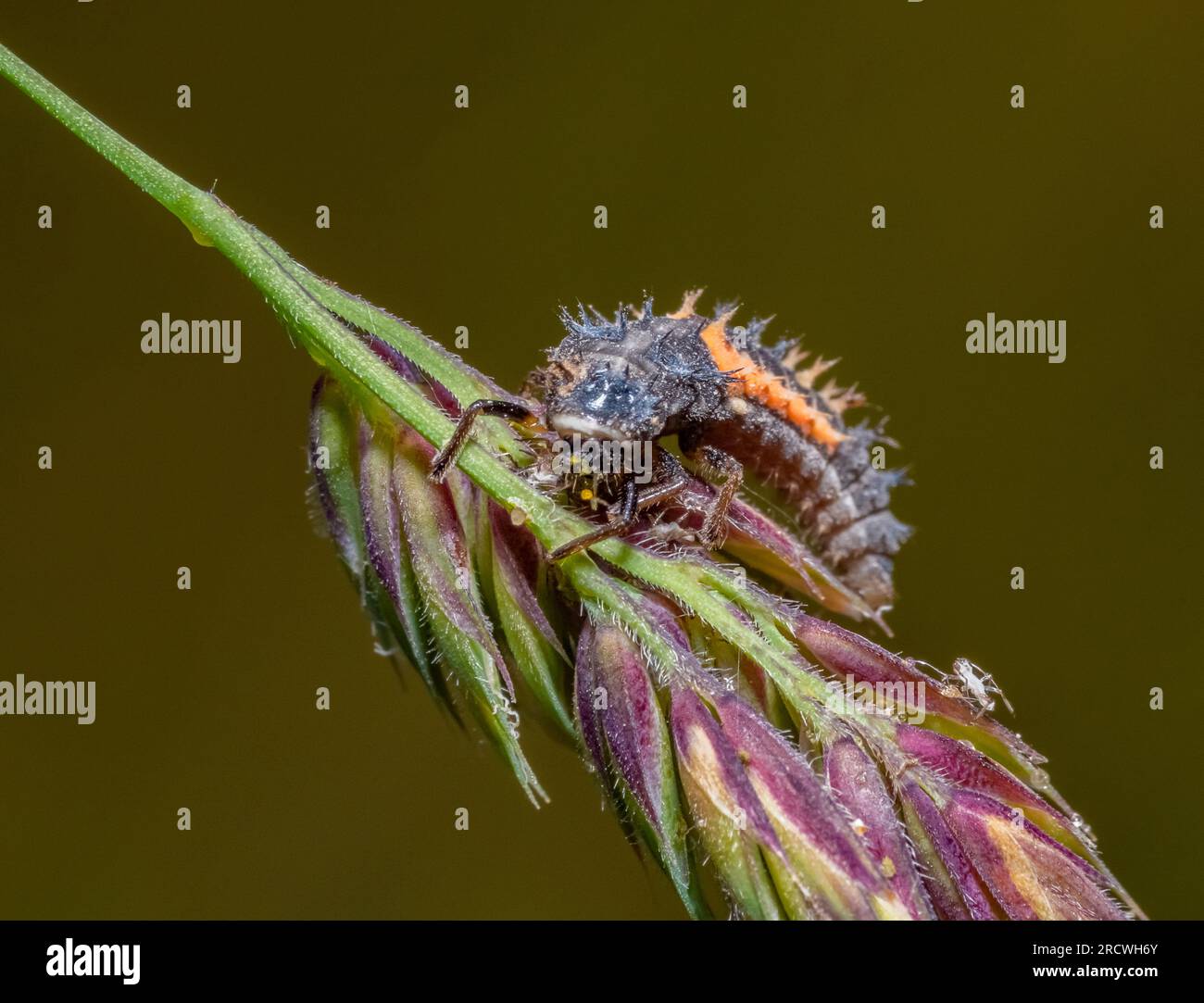 Larva at a grass ear hi-res stock photography and images - Alamy