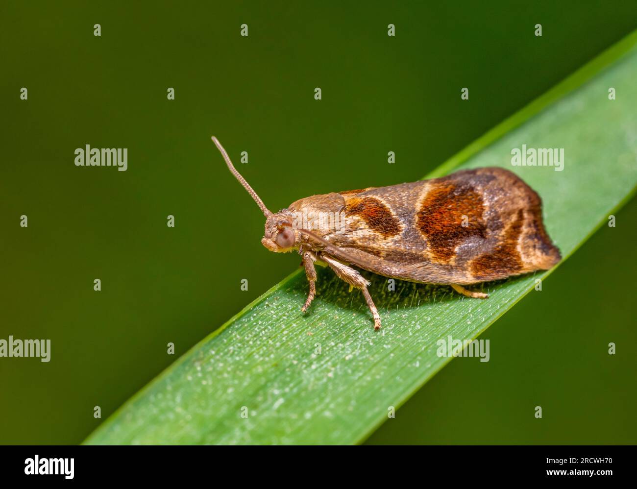Tortrix moth hi-res stock photography and images - Alamy