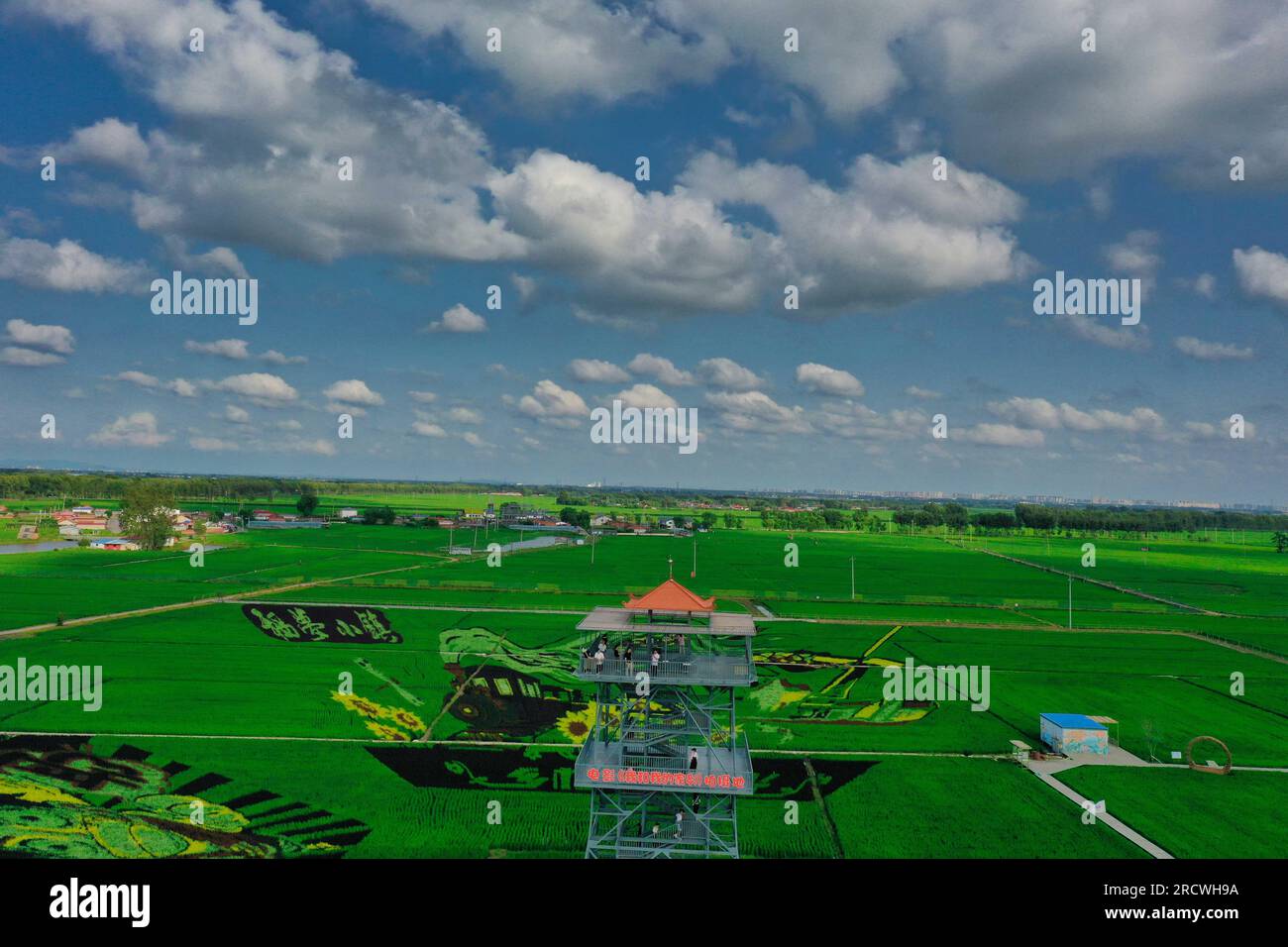 Aerial photo shows spectacular paddy field art displayed in Shenyang ...