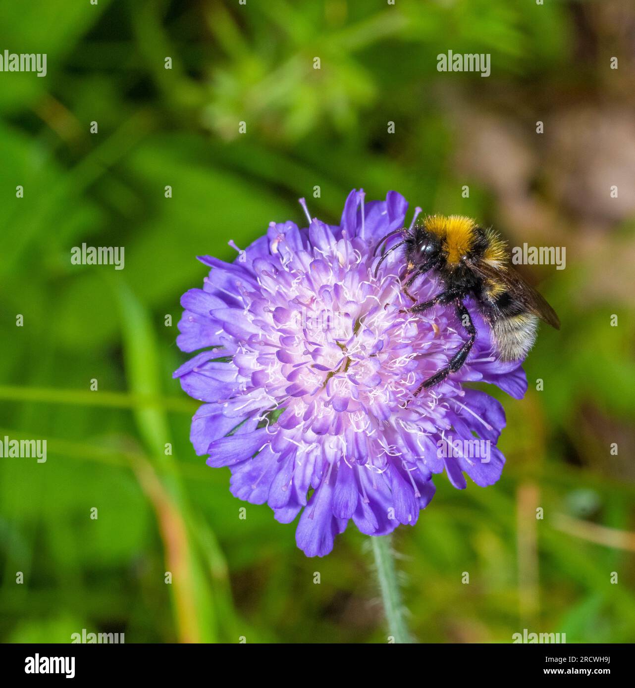 Buff-tailed bumblebee on blue flower head Stock Photo - Alamy