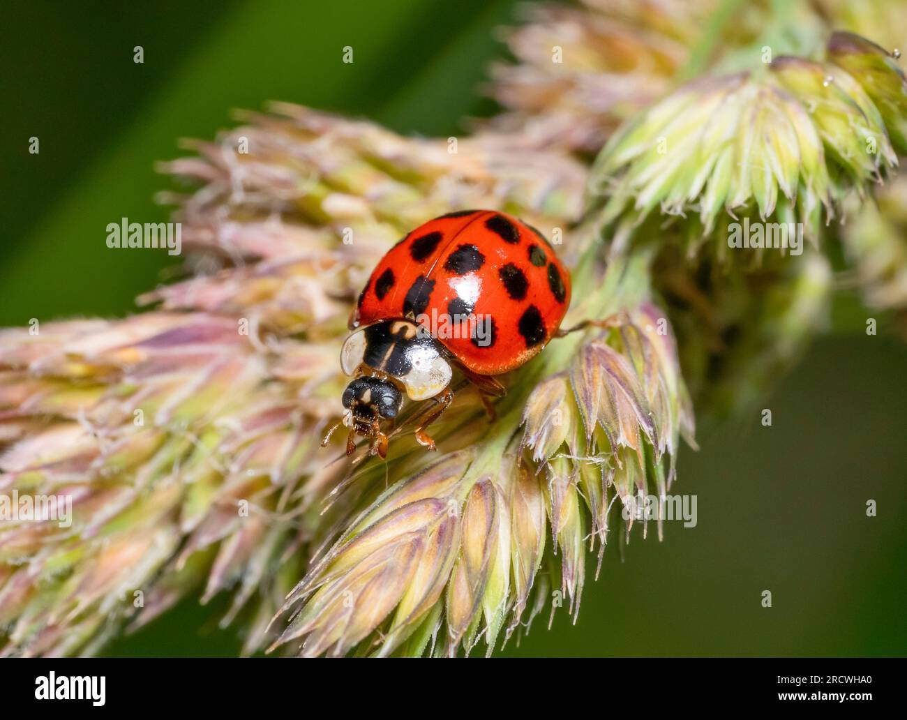 Low angle macro shot showing a ladybug on grass ear Stock Photo - Alamy