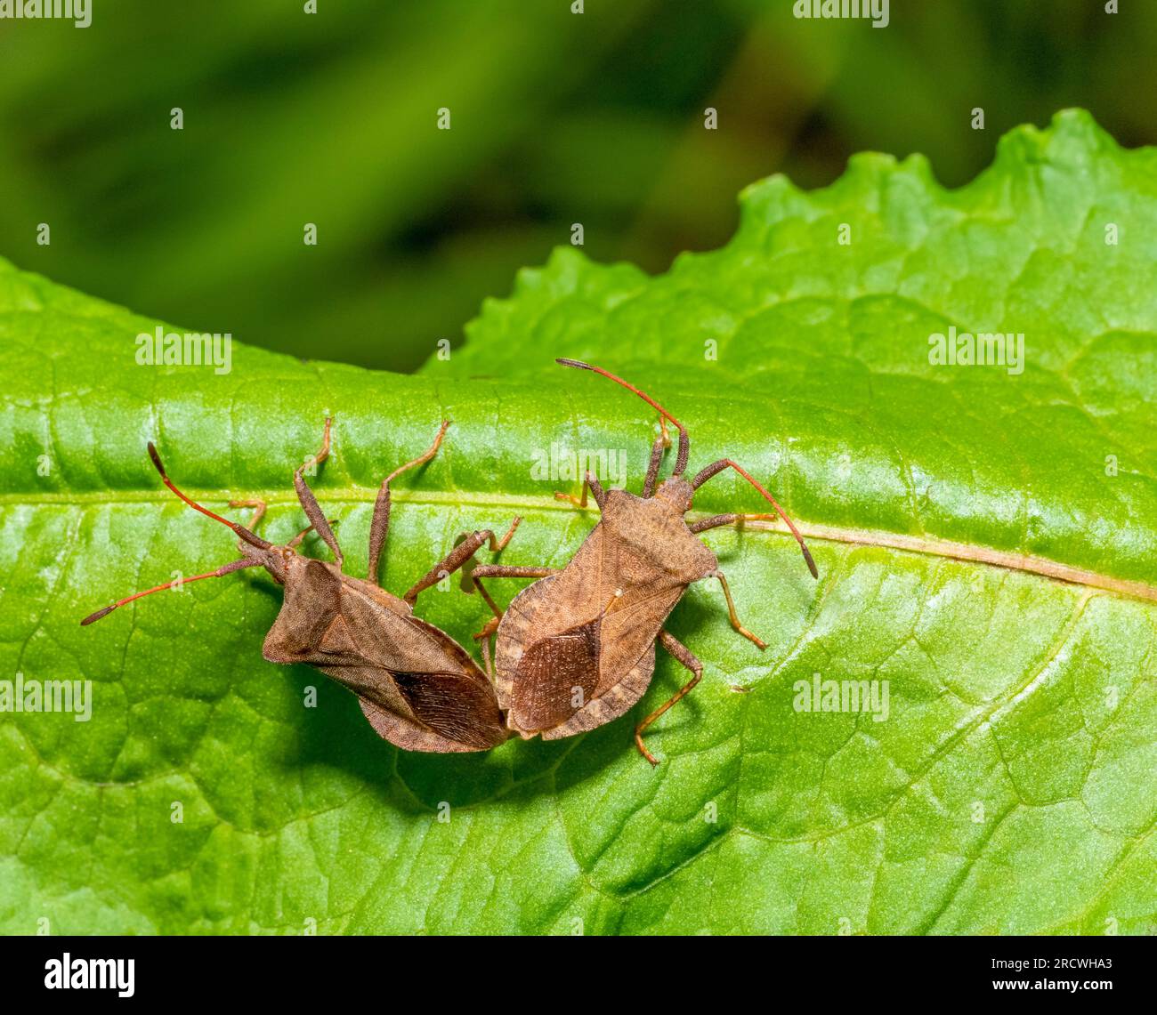 Mating dock bugs on a green leaf in sunny ambiance Stock Photo - Alamy