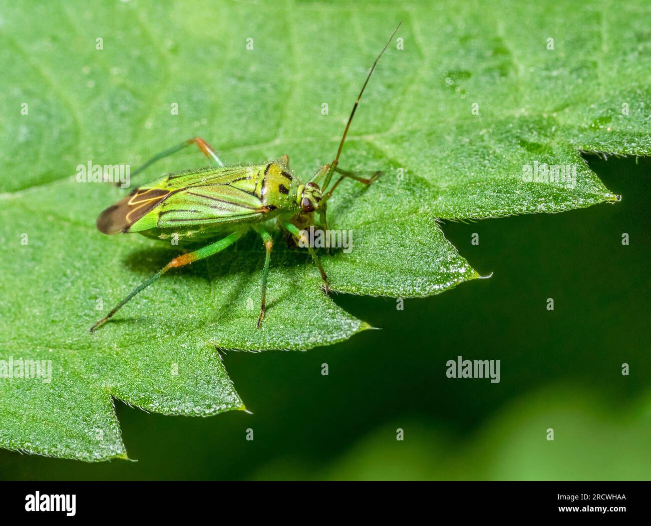 Green potato bug hi-res stock photography and images - Alamy