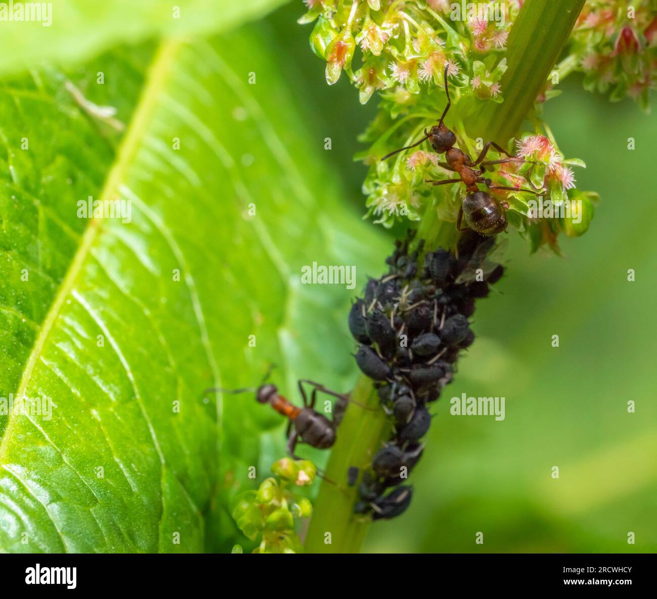 Macro shot sowing wood ants protecting and collecting honey dew from ...