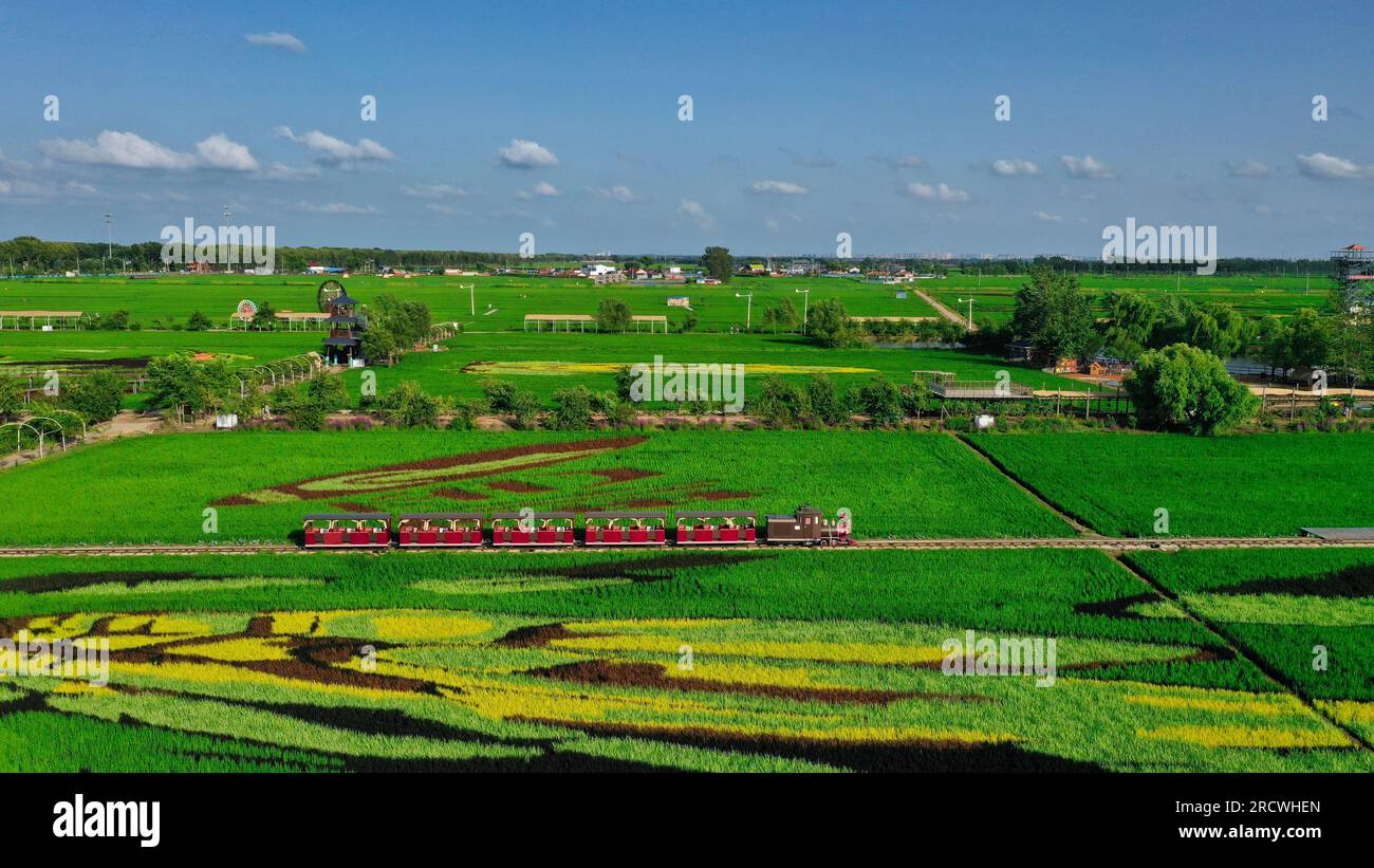 Aerial photo shows spectacular paddy field art displayed in Shenyang ...
