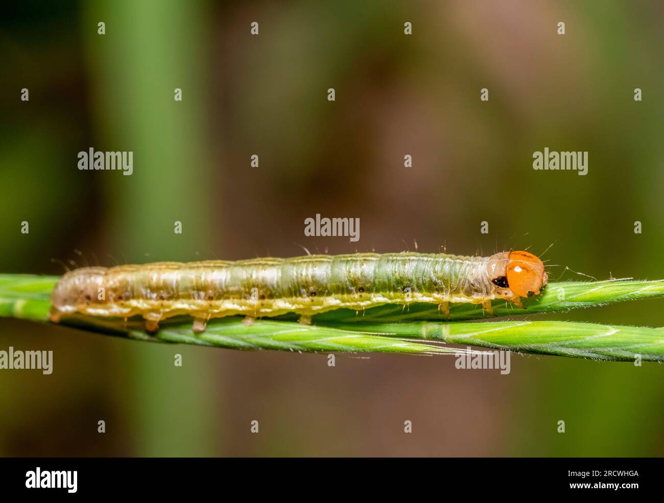 Macro shot of a sawfly larva crawling on grass ear Stock Photo - Alamy