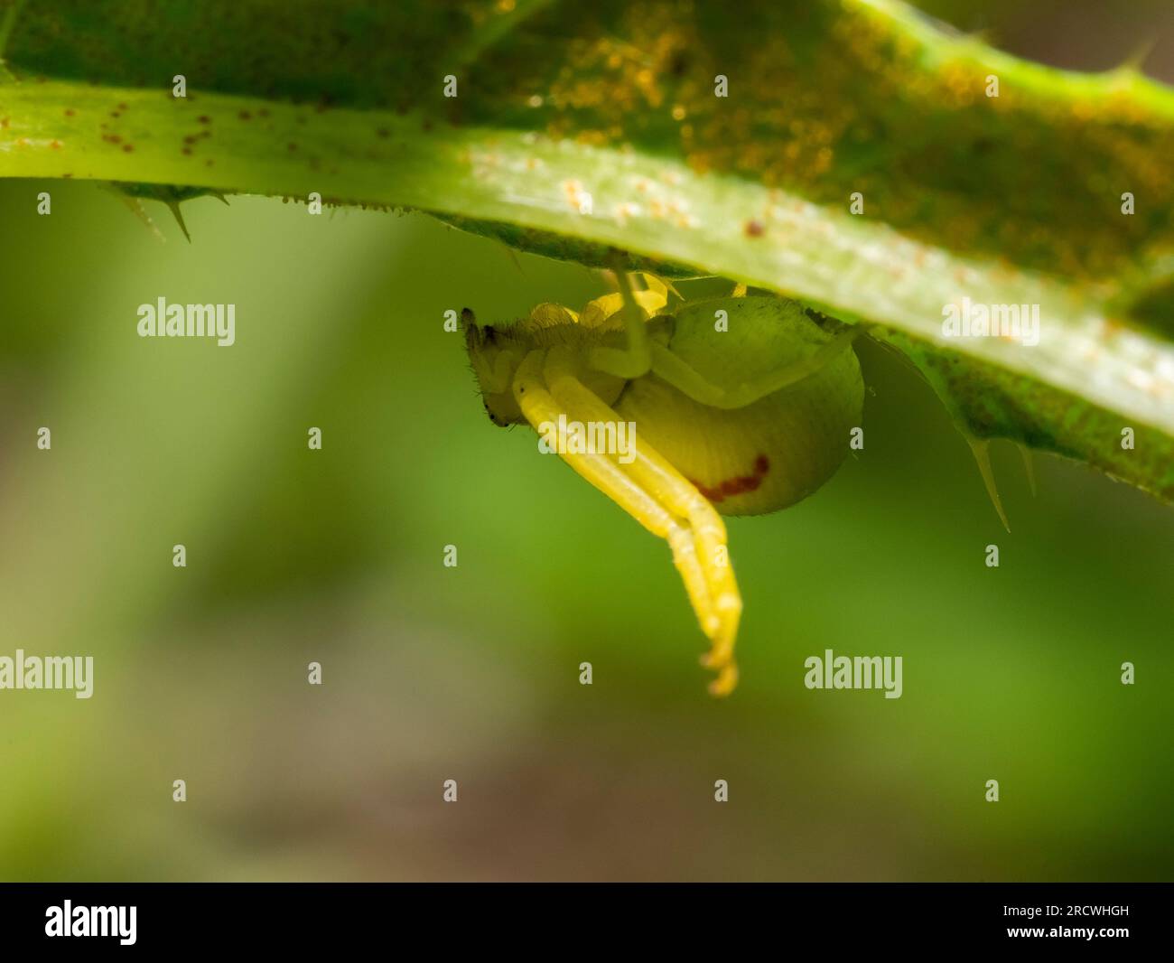 Spider under the leaf hi-res stock photography and images - Alamy