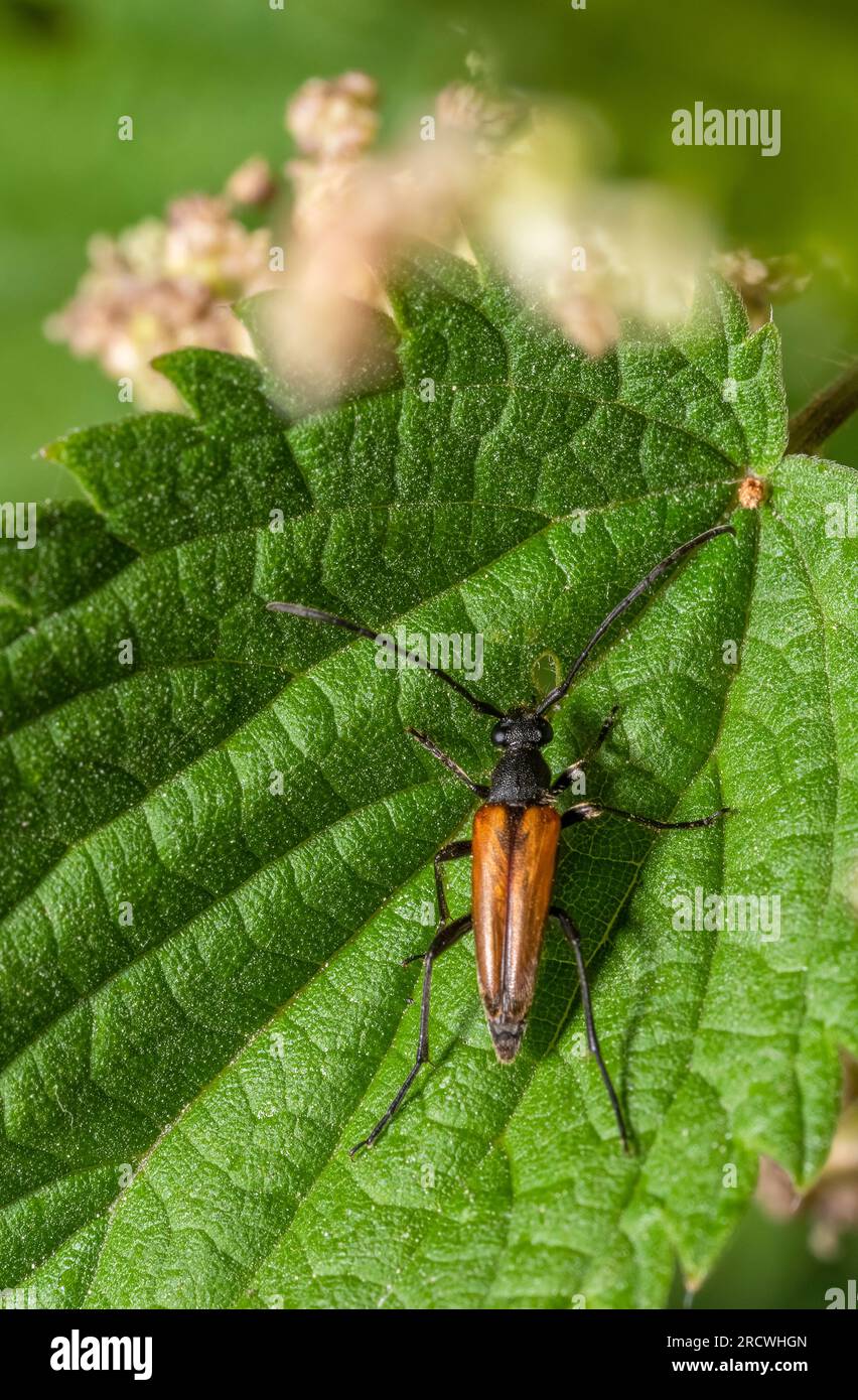 Male black-striped longhorn beetle on a stinging nettle leaf seen from ...