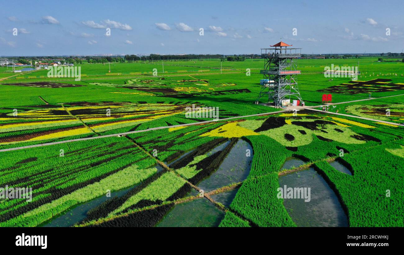 Aerial photo shows spectacular paddy field art displayed in Shenyang ...