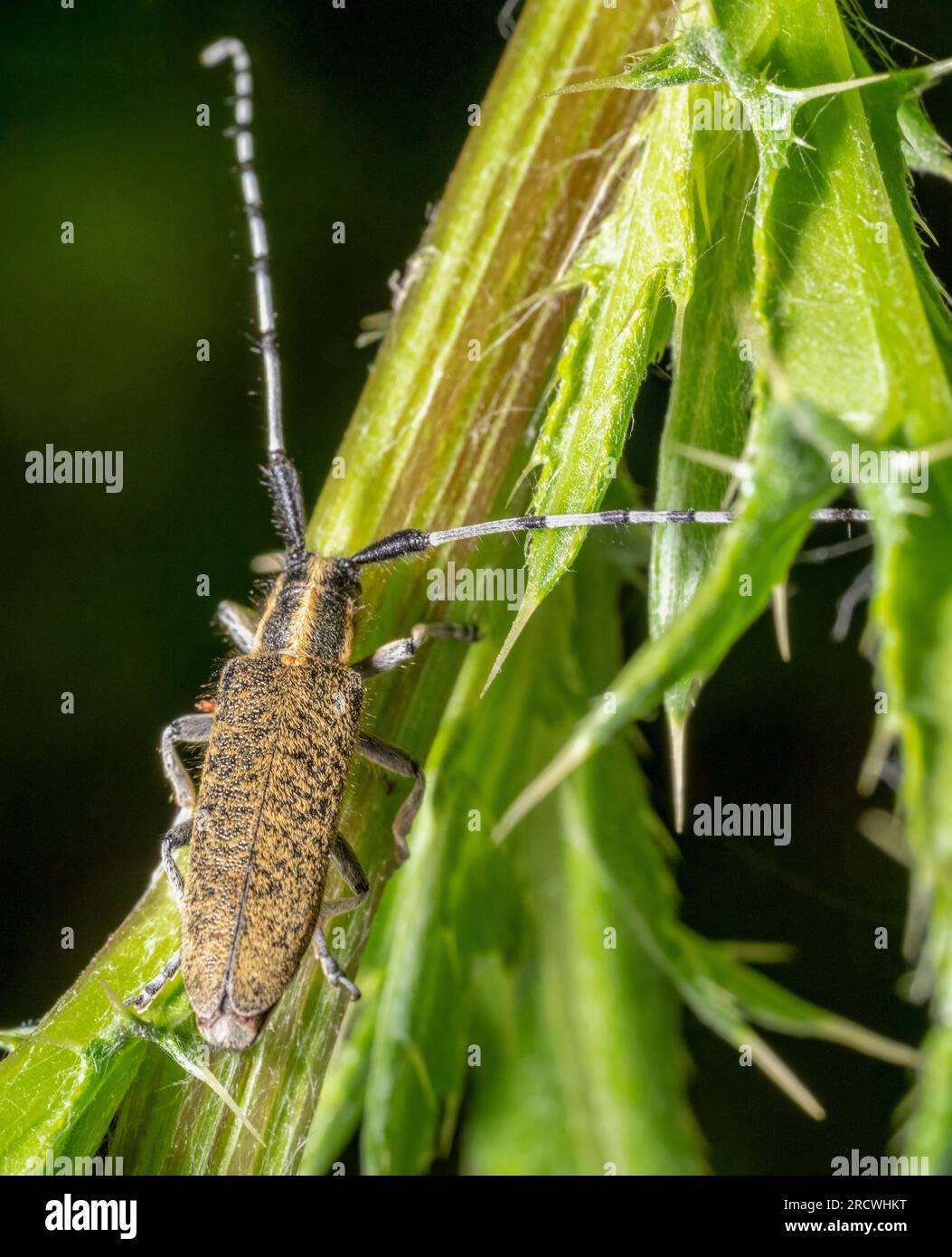 Golden-bloomed grey longhorn beetle on a spiky plant Stock Photo - Alamy