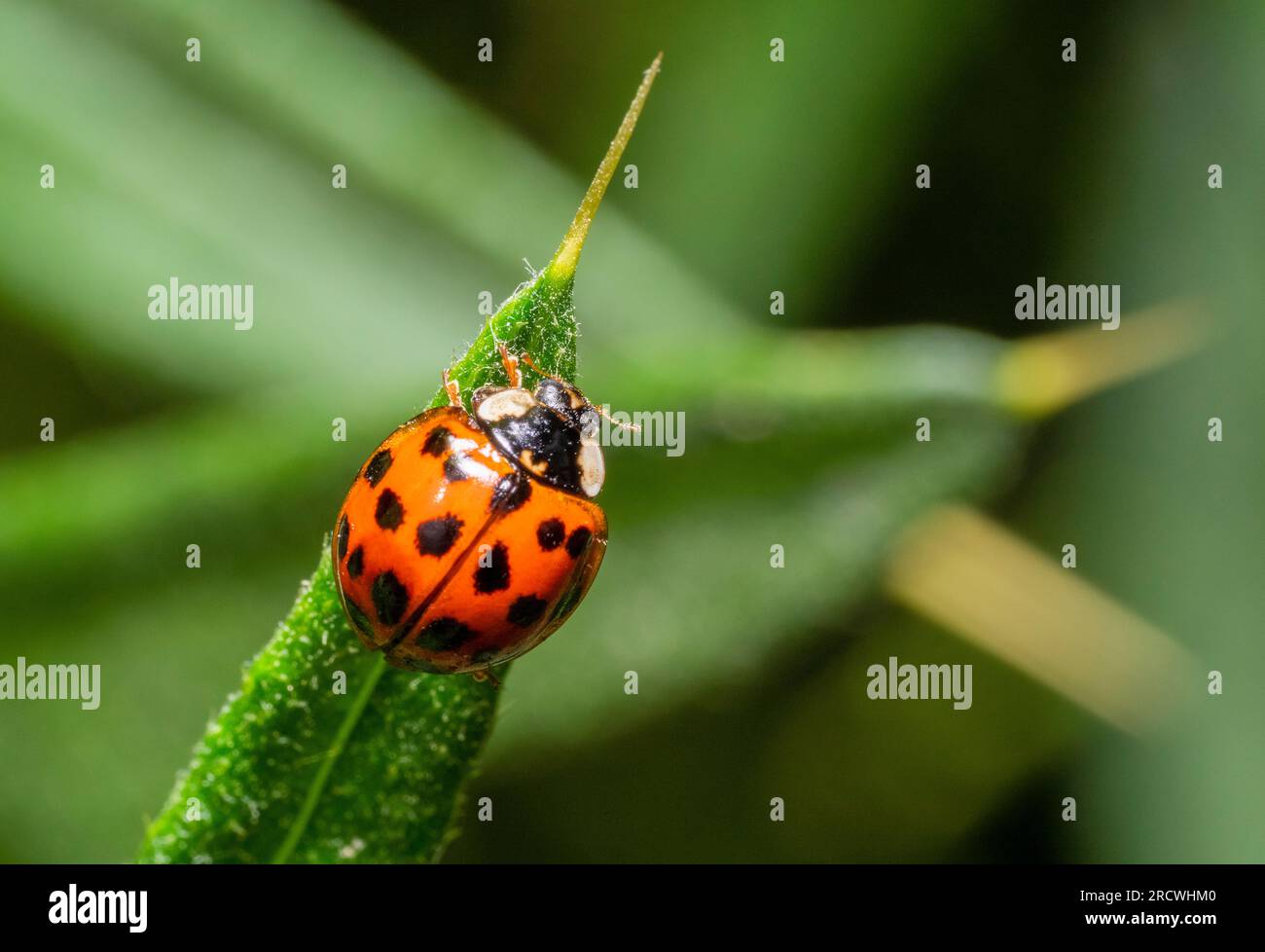 Asian ladybug hi-res stock photography and images - Alamy