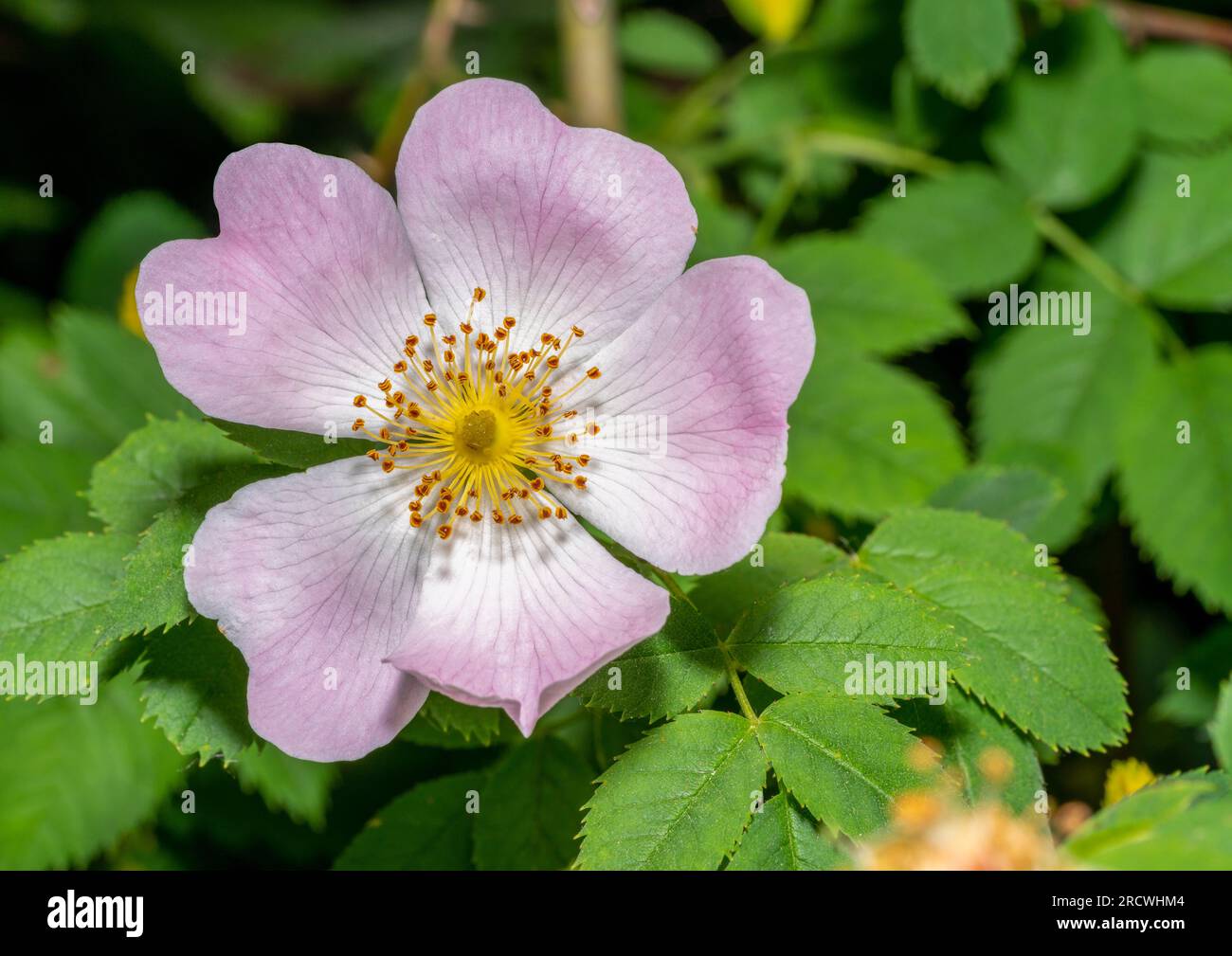 Wils flower hi-res stock photography and images - Alamy