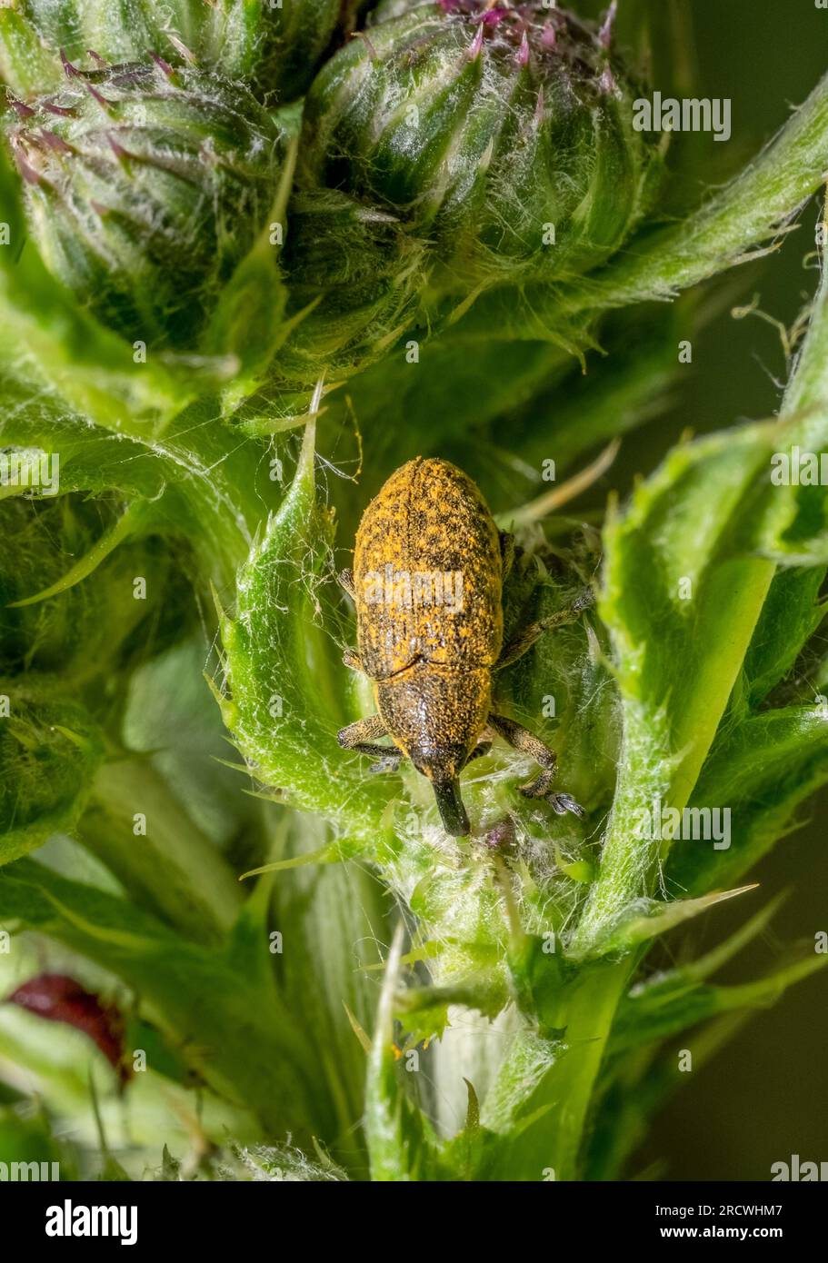 Thistle bud hi-res stock photography and images - Alamy