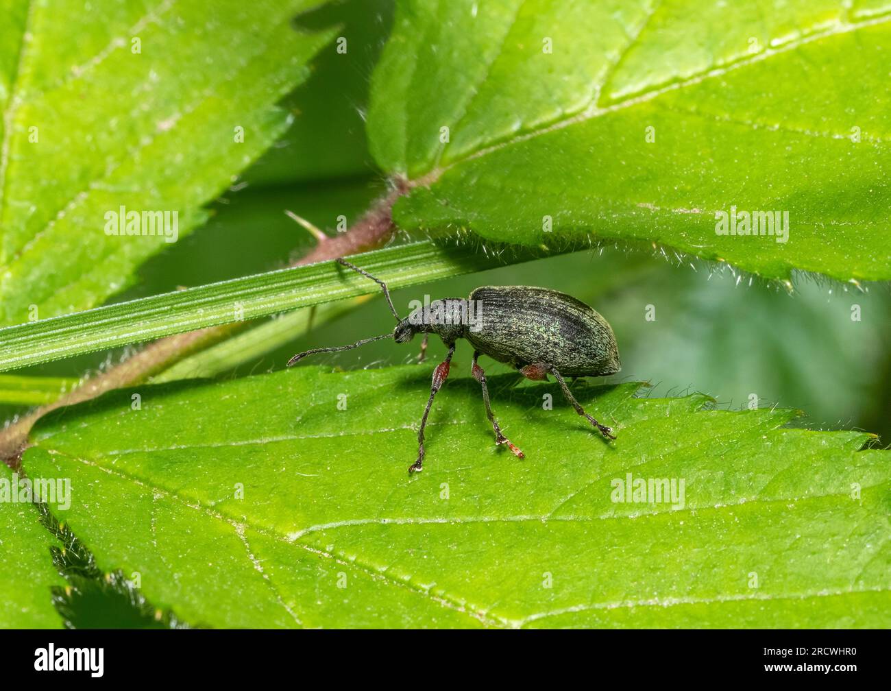 Snout beetle hi-res stock photography and images - Alamy
