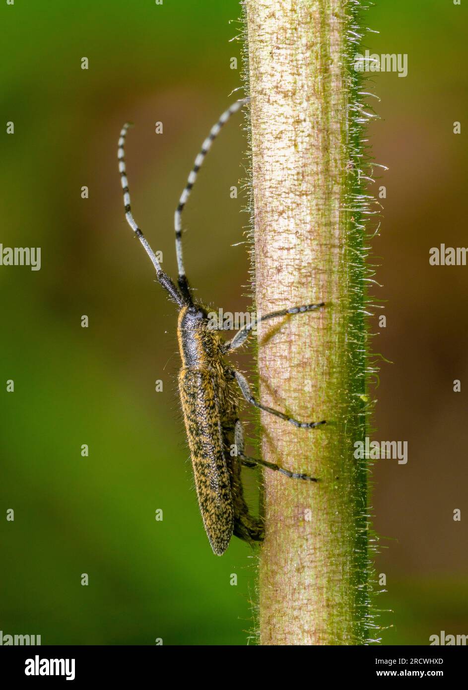 Sideways shot of a golden-bloomed grey longhorn beetle on a hairy plant ...