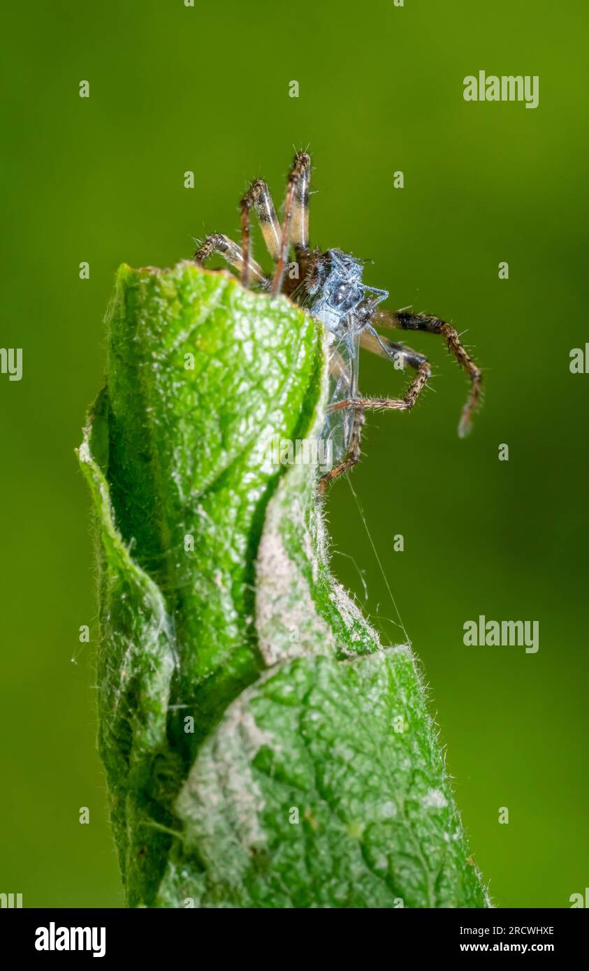 Low angle shot of a spider at the top of a rolled leaf with prey Stock ...
