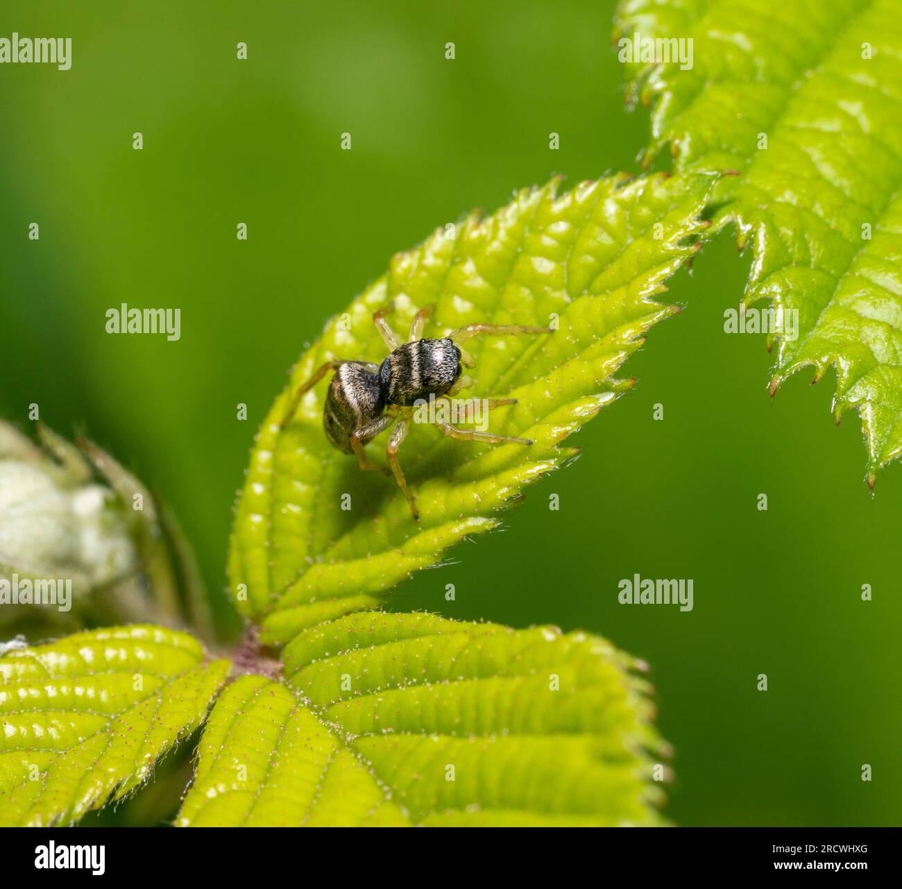 Copper sun jumper hi-res stock photography and images - Alamy