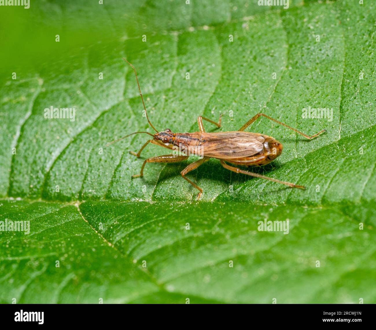 Common damsel bug hi-res stock photography and images - Alamy