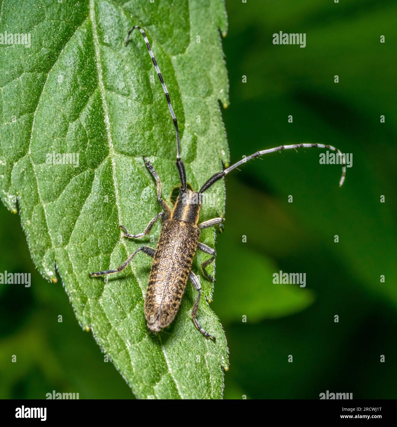 Golden-bloomed grey longhorn beetle on a stinging nettle leaf Stock ...