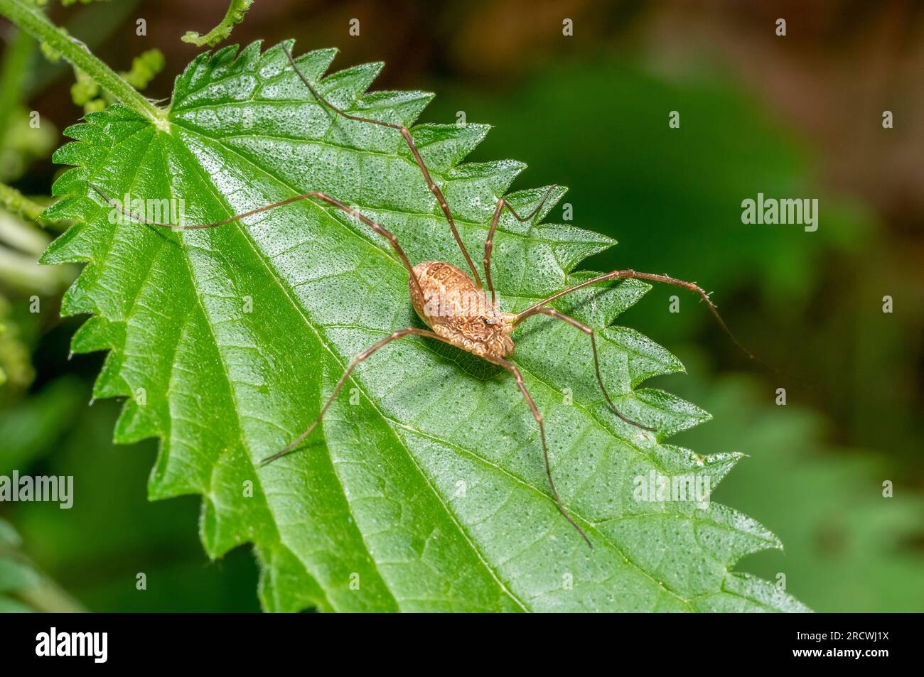 Harvest spider hi-res stock photography and images - Alamy