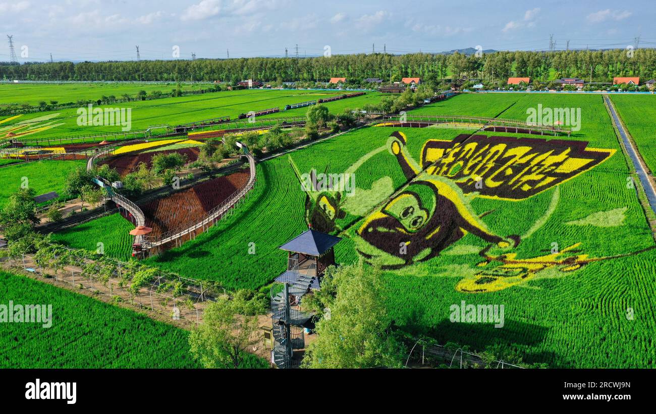 Aerial photo shows spectacular paddy field art displayed in Shenyang ...