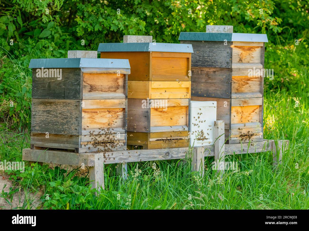 Wooden beehives in natural green back Stock Photo - Alamy