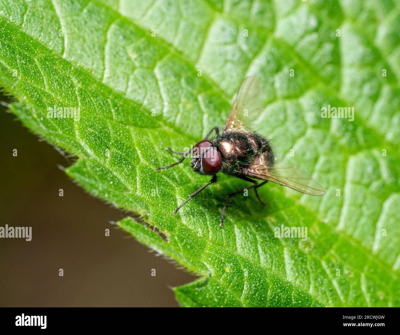 Bluebottle fly resting on a green leaf Stock Photo - Alamy