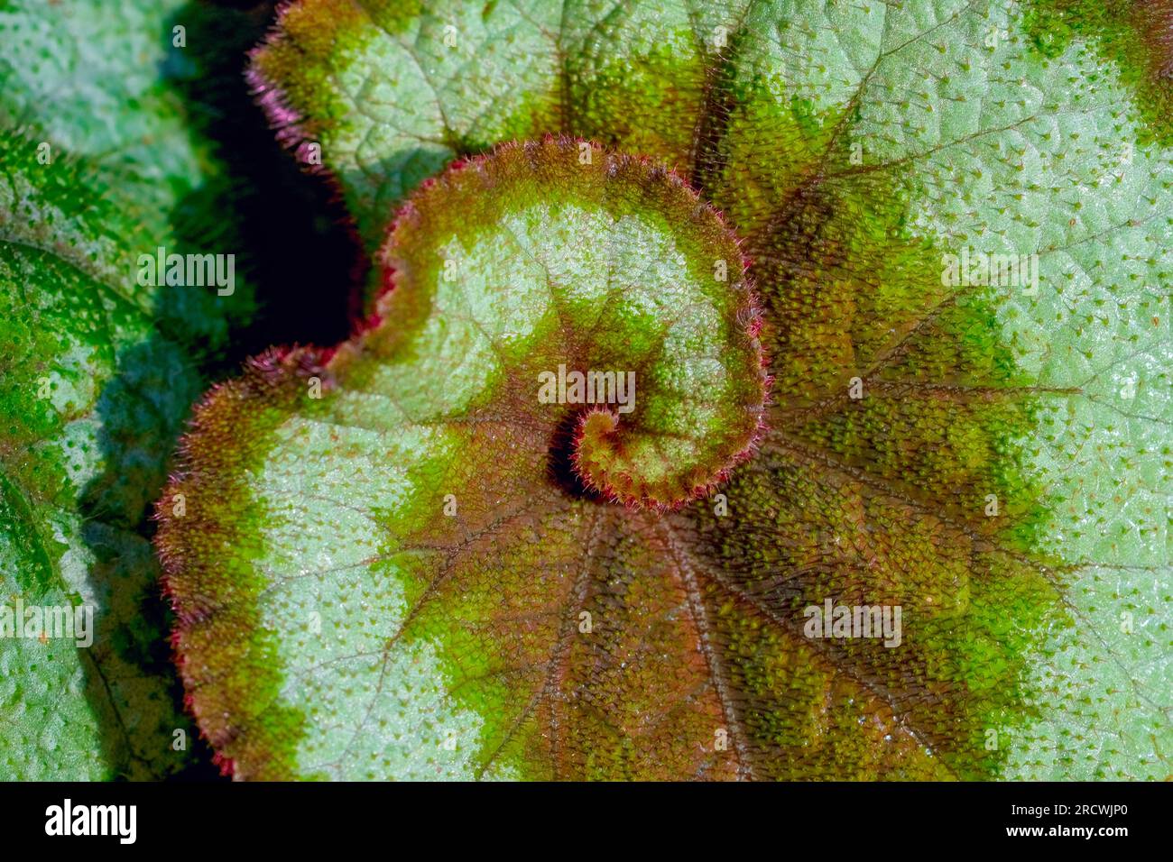 Spiral pattern on a green Begonia leaf plant macro. Rex begonias ...