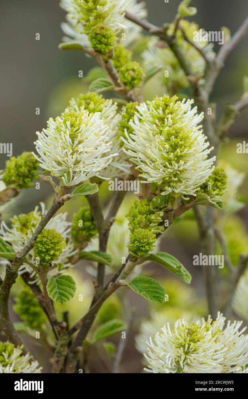 Fothergilla blue shadow hi-res stock photography and images - Alamy