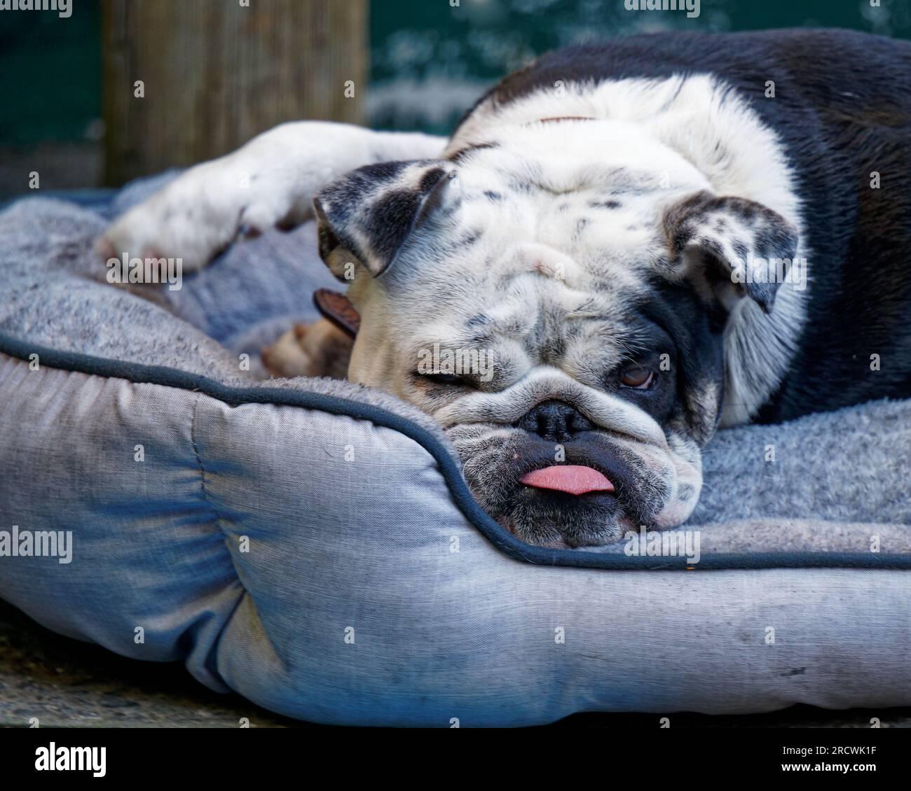 Deformed Dogs Funny