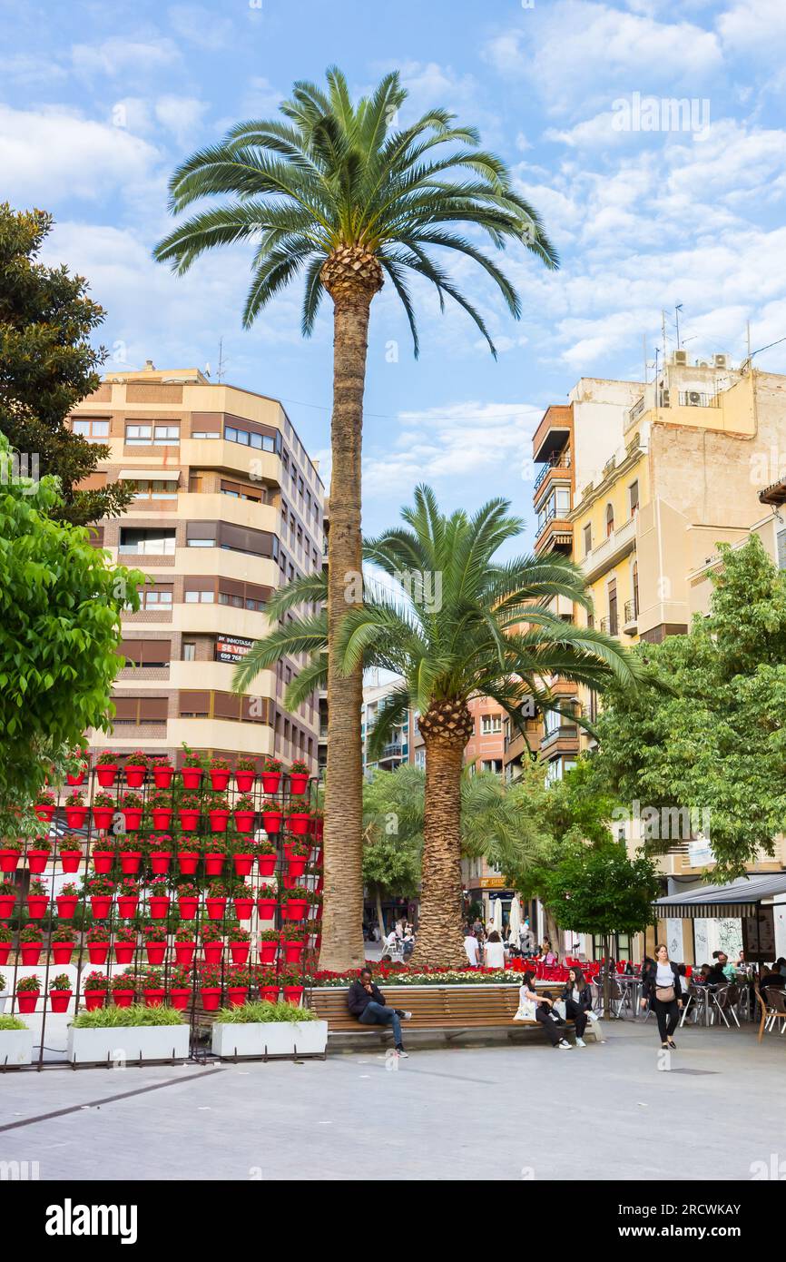 Palm tree and red flower pots on the Santa Domingo square of Murcia ...